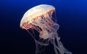 Raccomandata RKE: che cos’è e quali sono i codici | Denaro